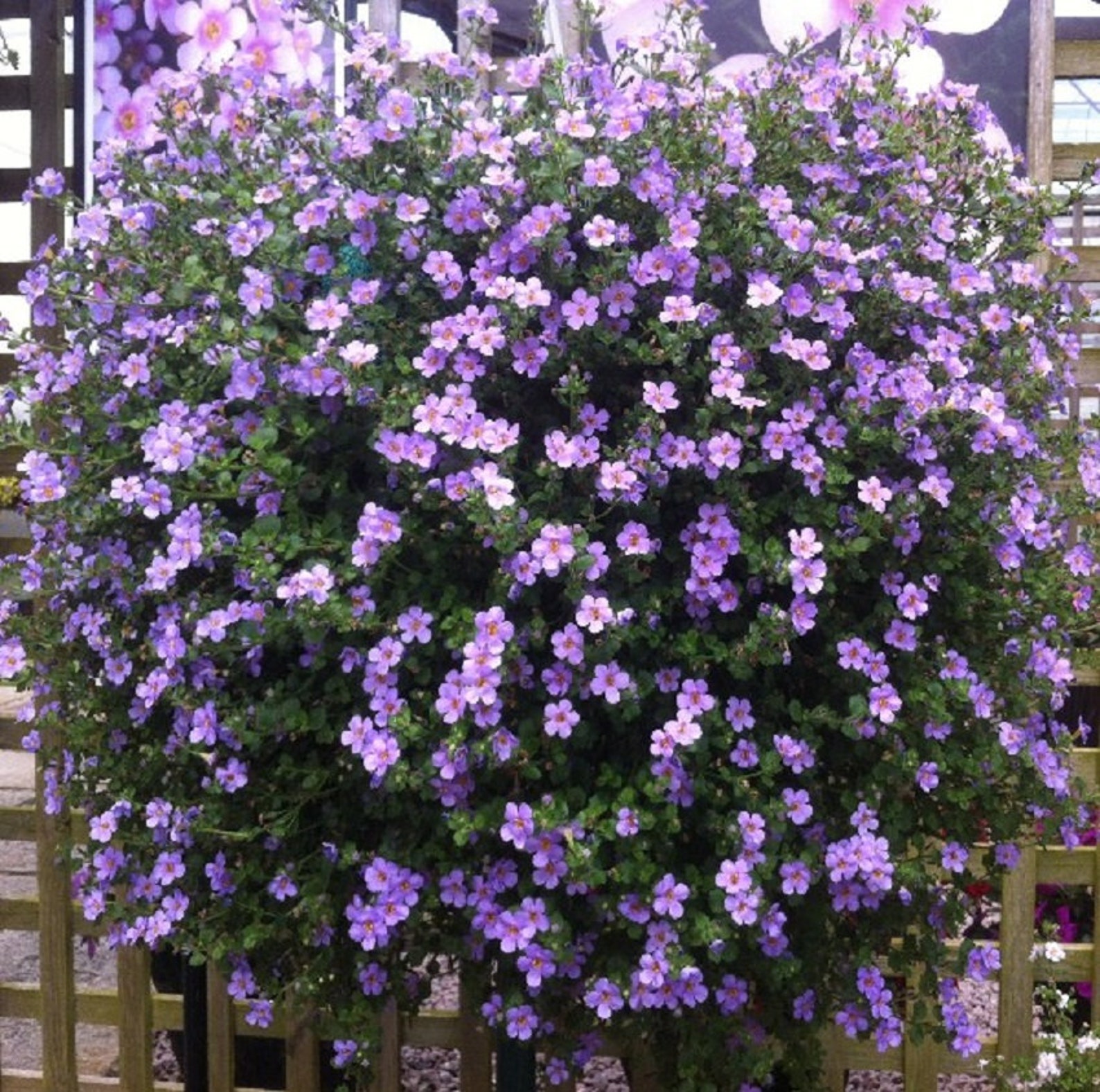 BIN1R5D1 Bacopa Seeds 25 Thru 100 Multi Pelleted Bacopa - Etsy