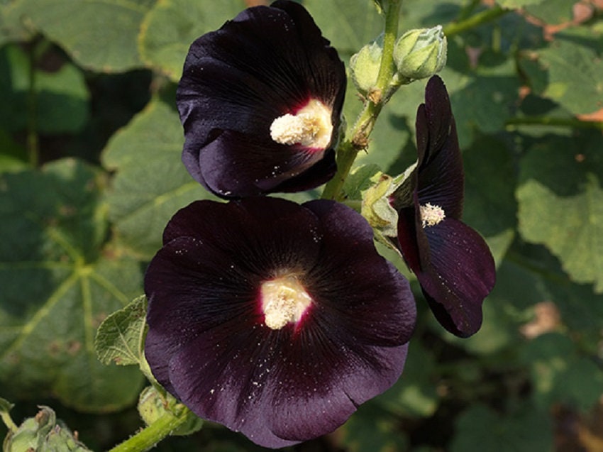 Hollyhock Seeds Watchman Black Hollyhock Seeds 10 Thru 100 - Etsy