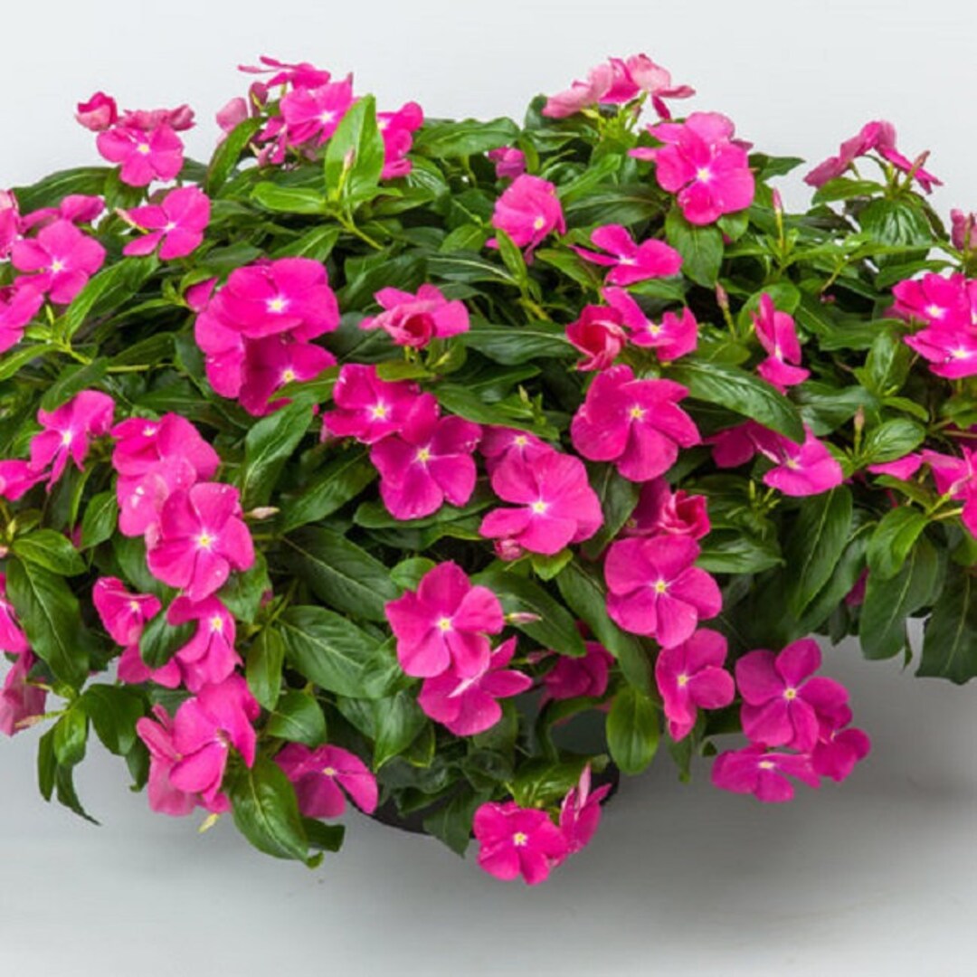 Vinca Seeds Cora Cascade Violet 25 Seeds - Etsy