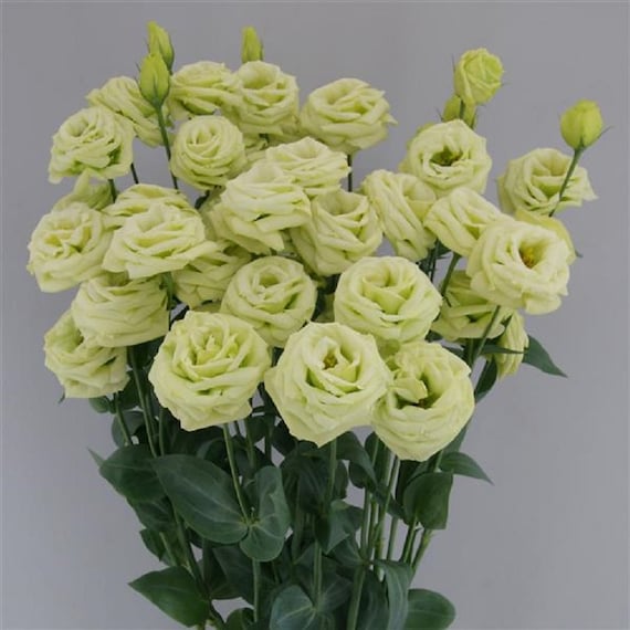 Green Lisianthus Flower