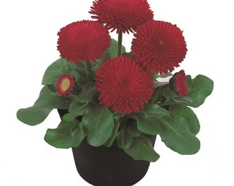 English Daisy Red Bellis Perennis Super Enorma 500 Seeds - Etsy