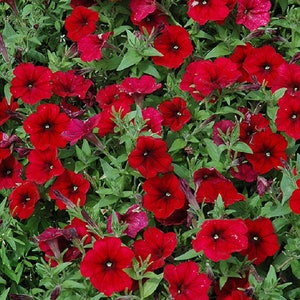 Easy Wave Red Velour Wave Petunia Seed 25 Pelleted Petunia Seeds - Etsy