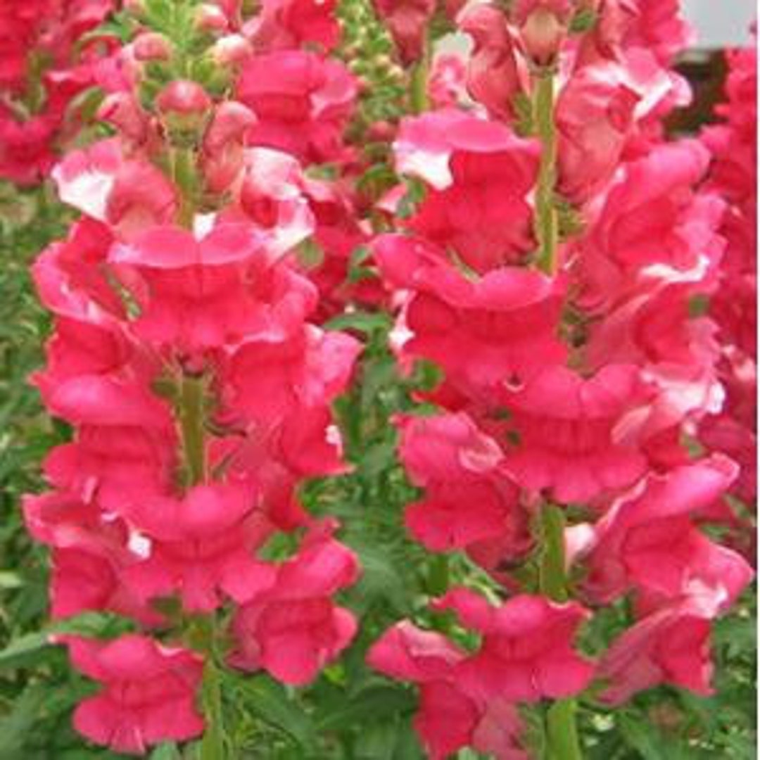 50 Snapdragon Seeds Snapdragon Calima Deep Rose Colorful Flowers - Etsy
