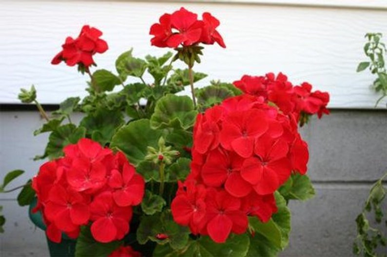 MPB3 Geranium Seeds Maverick Red Pelargonium Hortorum 15 Thru | Etsy