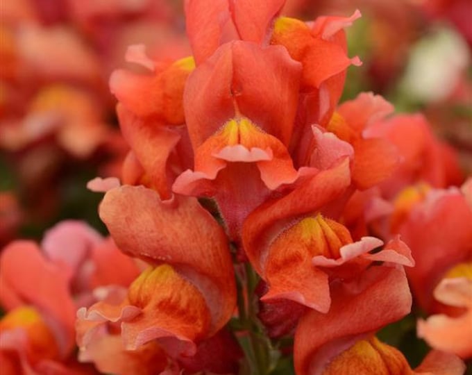 Snapdragon Chantilly Light Salmon Seeds, Rare Seeds, Cut Flower Seeds ...