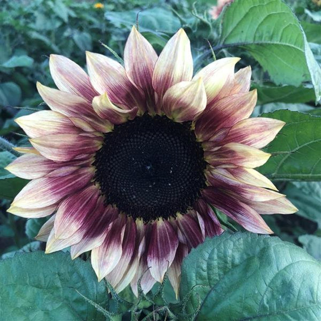 50 Ruby Eclipse Sunflower Seeds Cut Flower - Etsy