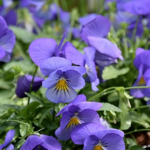 Pansy Seeds Cool Wave Blue Skies Trailing Pansy 15 Seeds Hanging Pansy ...