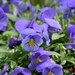 Pansy Seeds Cool Wave Blue Skies Trailing Pansy 15 Seeds Hanging Pansy ...