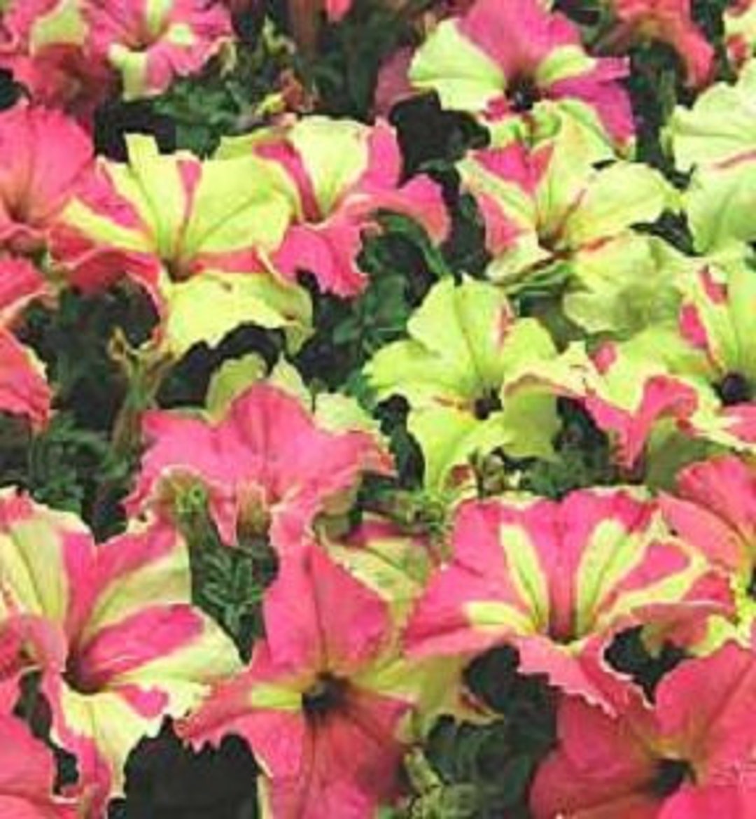 Petunia Seeds 15 Thru 100 Pelleted Sophistica Lime Bi Color Petunia ...