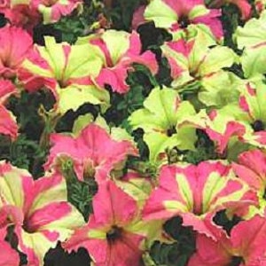 Petunia Seeds 15 Thru 100 Pelleted Sophistica Lime Bi Color Petunia ...