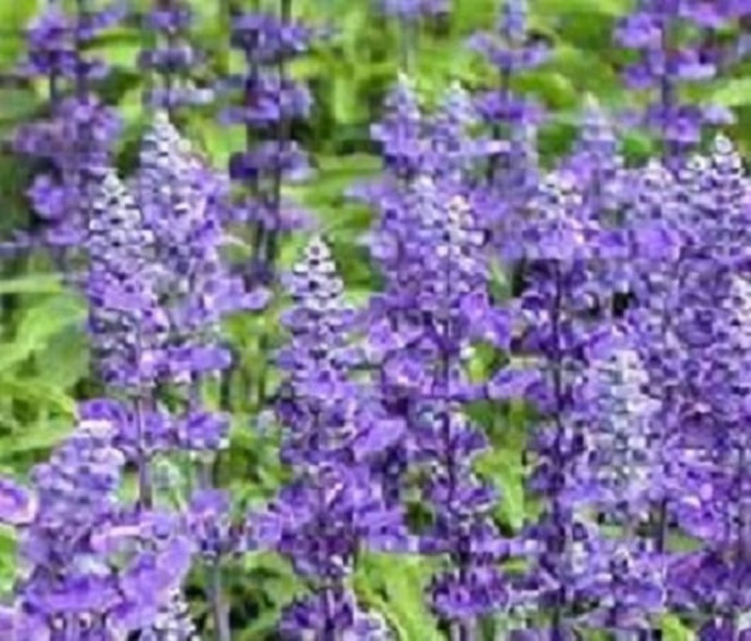 Salvia Seeds Farinacea Strata 50 Seeds Flower Seeds - Etsy