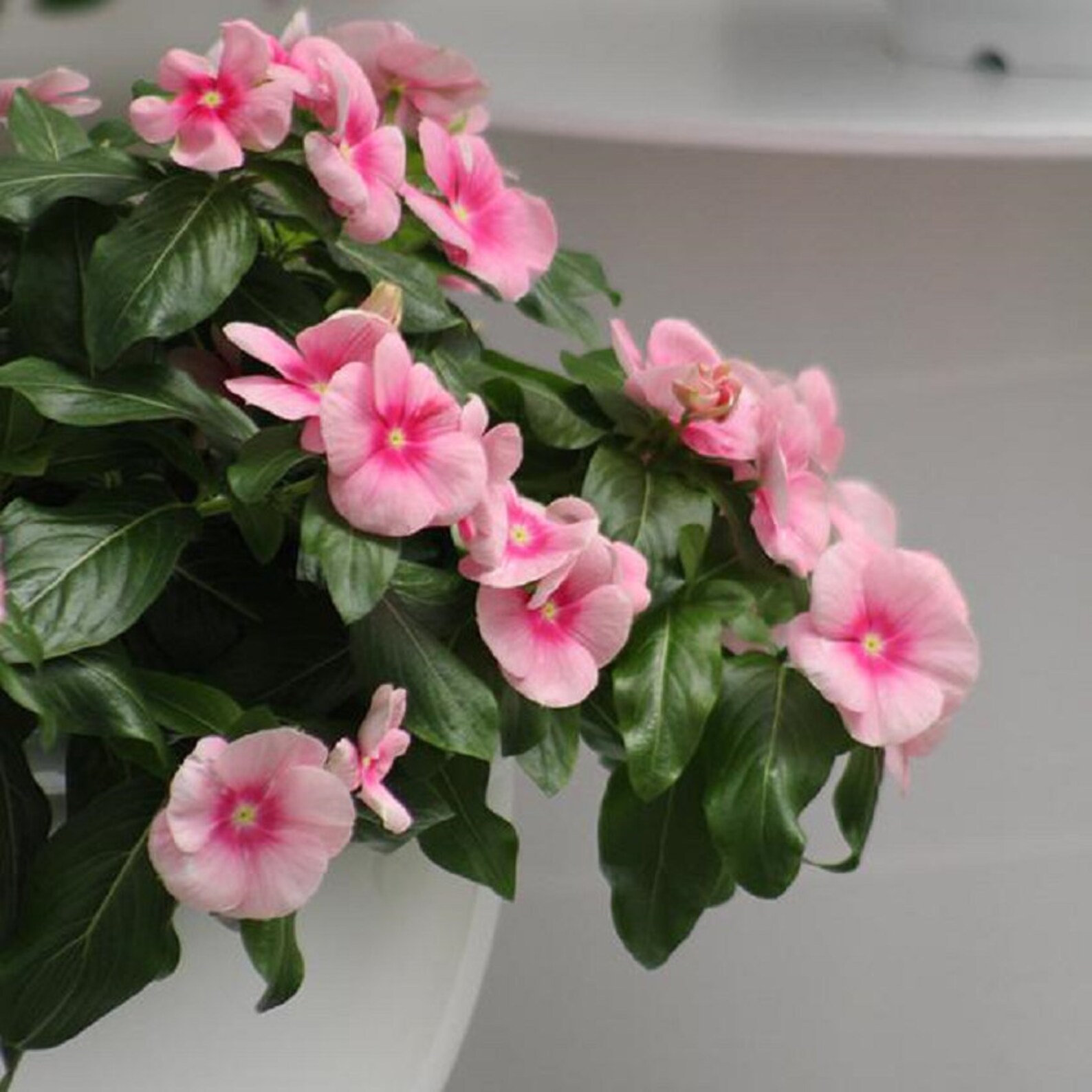 Vinca Seeds Cora Cascade Shell Pink 25 Seeds - Etsy