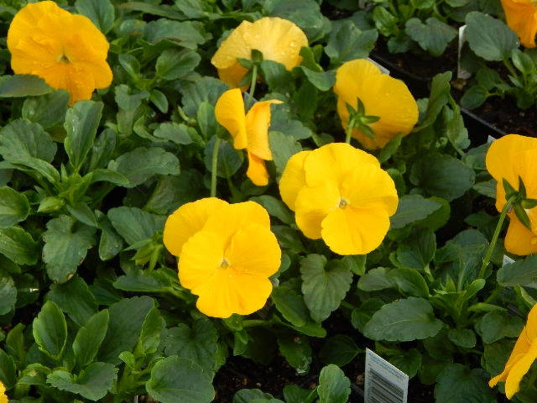 Bulk Pansy Seeds 500 Pansy Delta Golden Yellow - Etsy