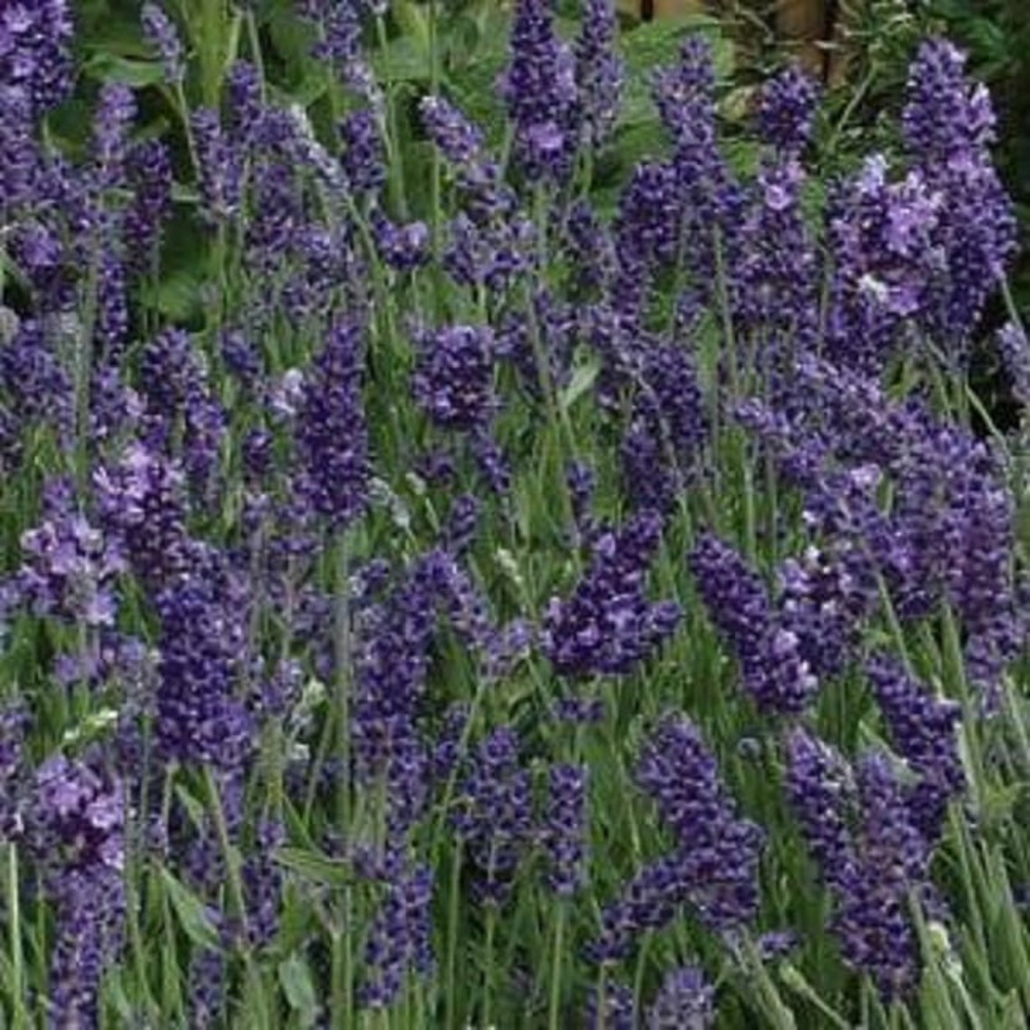 MPB#10 Lavender Seeds Ellagance Purple Lavandula Seeds 50 Thru 1,000 ...