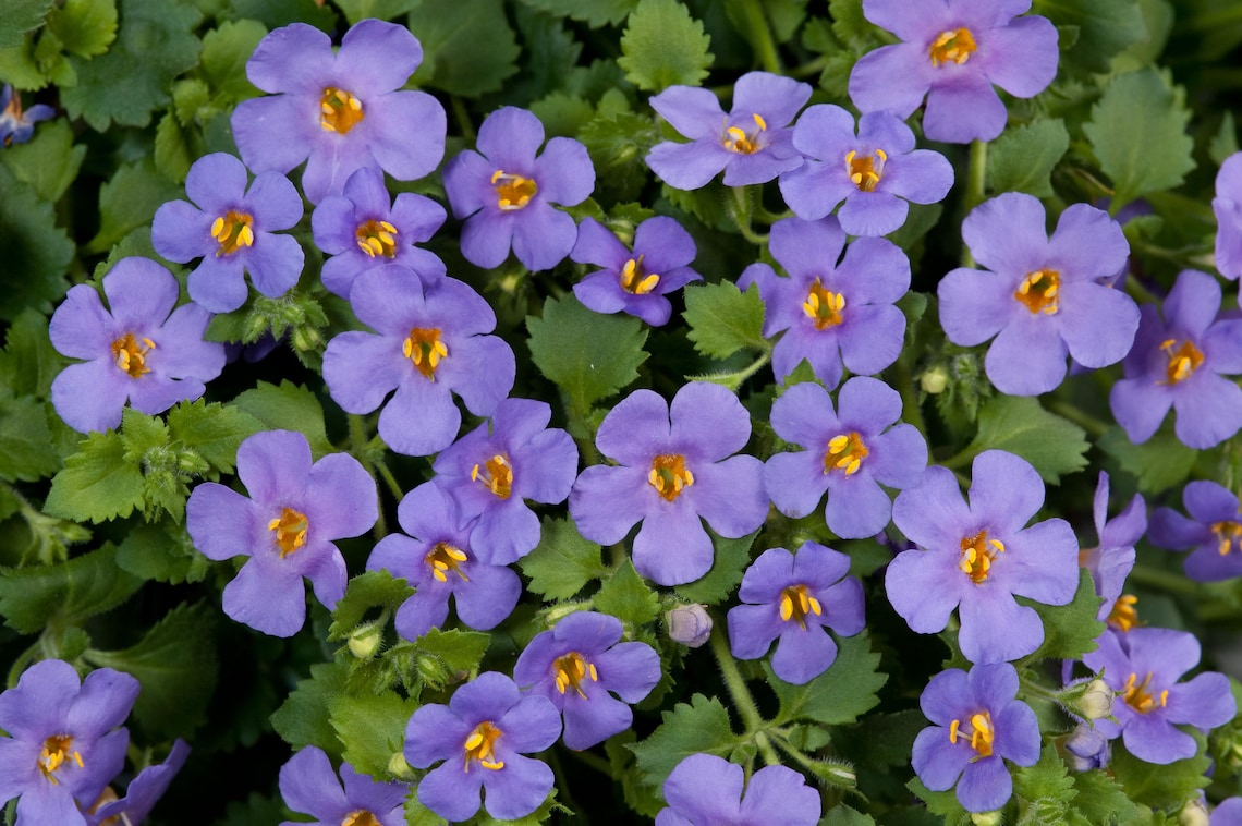 BIN1R5D1 Bacopa Seeds 25 Thru 100 Multi Pelleted Bacopa - Etsy