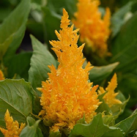 Celosia Seeds First Flame Yellow 50 Pelleted Seeds | Etsy