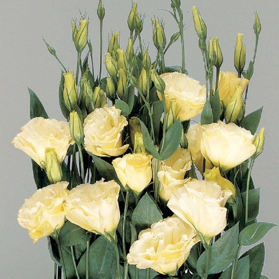 Yellow Lisianthus Bouquet