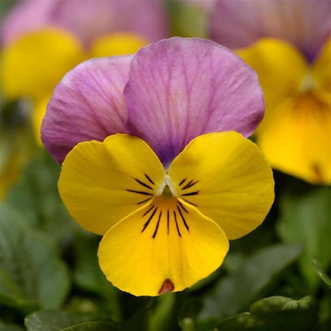 Viola Seeds Sorbet XP Yellow Pink Jump up 50 Seeds Viola Sorbet - Etsy