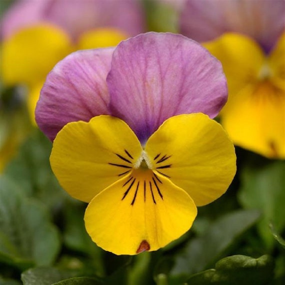Viola Seeds Sorbet XP Yellow Pink Jump up 50 Seeds Viola | Etsy