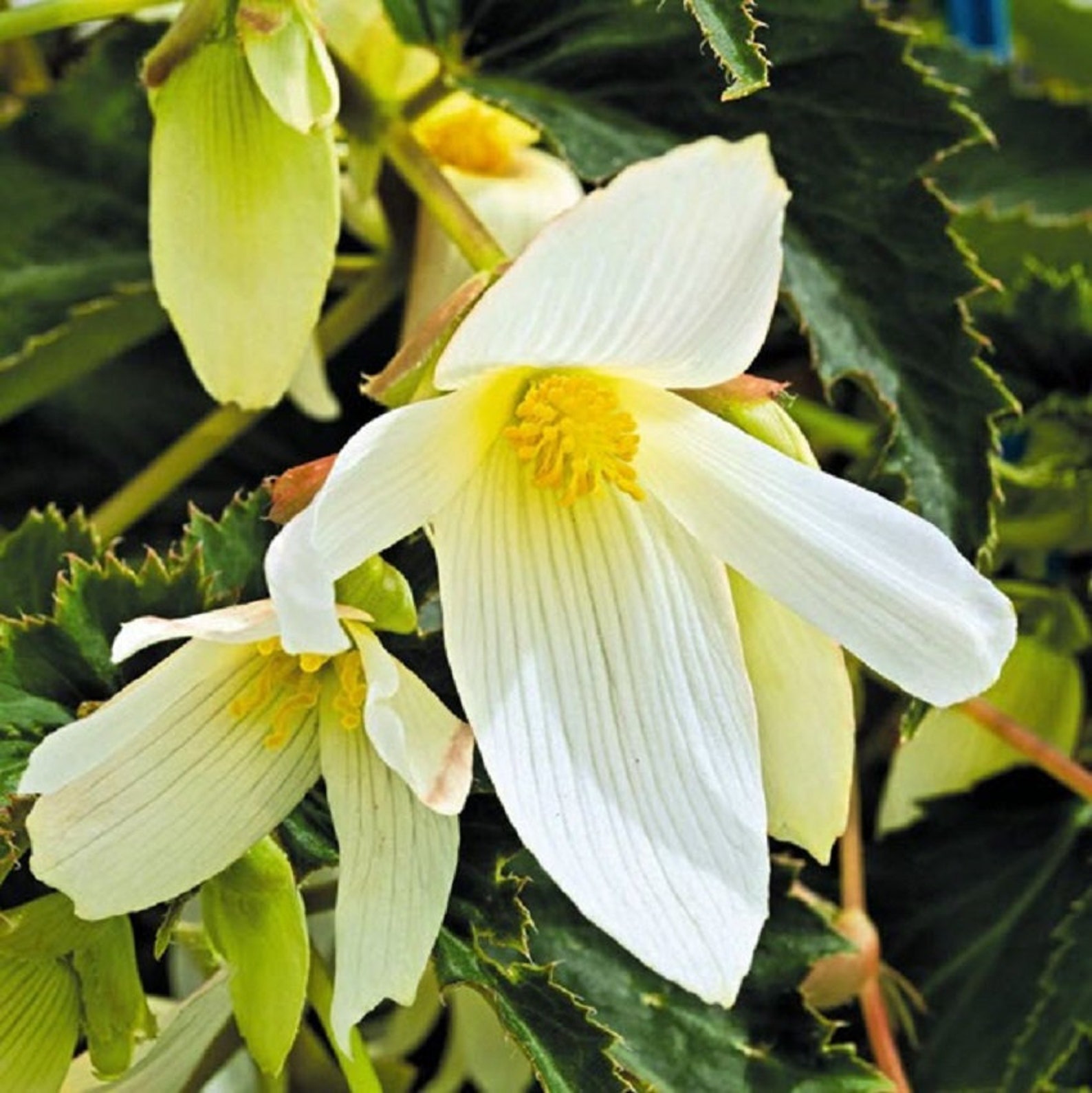 BIN#2R9D1 Begonia Seeds Boliviensis Santa Barbara 100 Bulk Pelleted ...