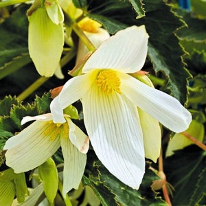 BIN#2R9D1 Begonia Seeds Boliviensis Santa Barbara 100 Bulk Pelleted ...