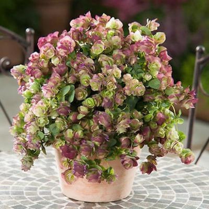 Kirigami Oregano 50 Seeds Ornamental Oregano Trailing Oregano Seeds - Etsy