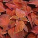 MPB2 Coleus Seeds Wizard Sunset 50 Thru 1,000 Seeds - Etsy
