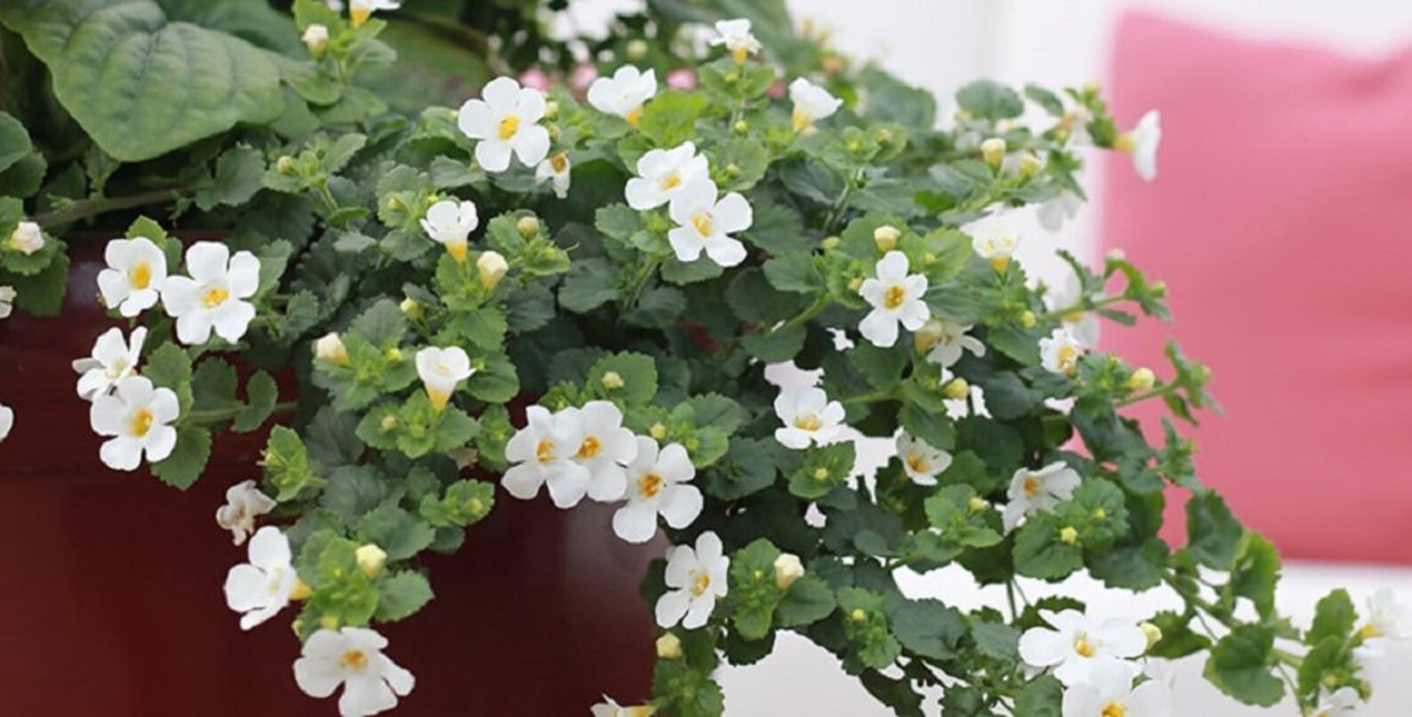 BIN1R5D1 Bacopa Seeds 25 Thru 100 Multi Pelleted Bacopa - Etsy