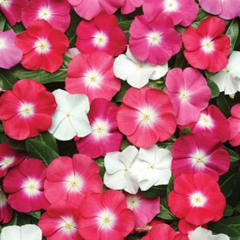 Vinca Seeds 50 Seeds Vinca Pacifica Xp Mix - Etsy