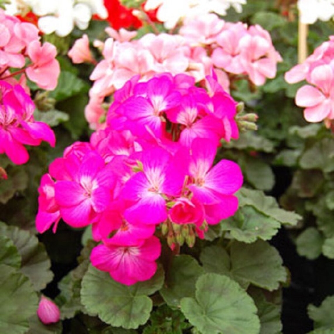 Geranium Logro Deep Rose 15 Seeds Geranium Seeds - Etsy