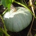50 Sweet Meat Winter Squash Seeds Vegetable Seeds - Etsy