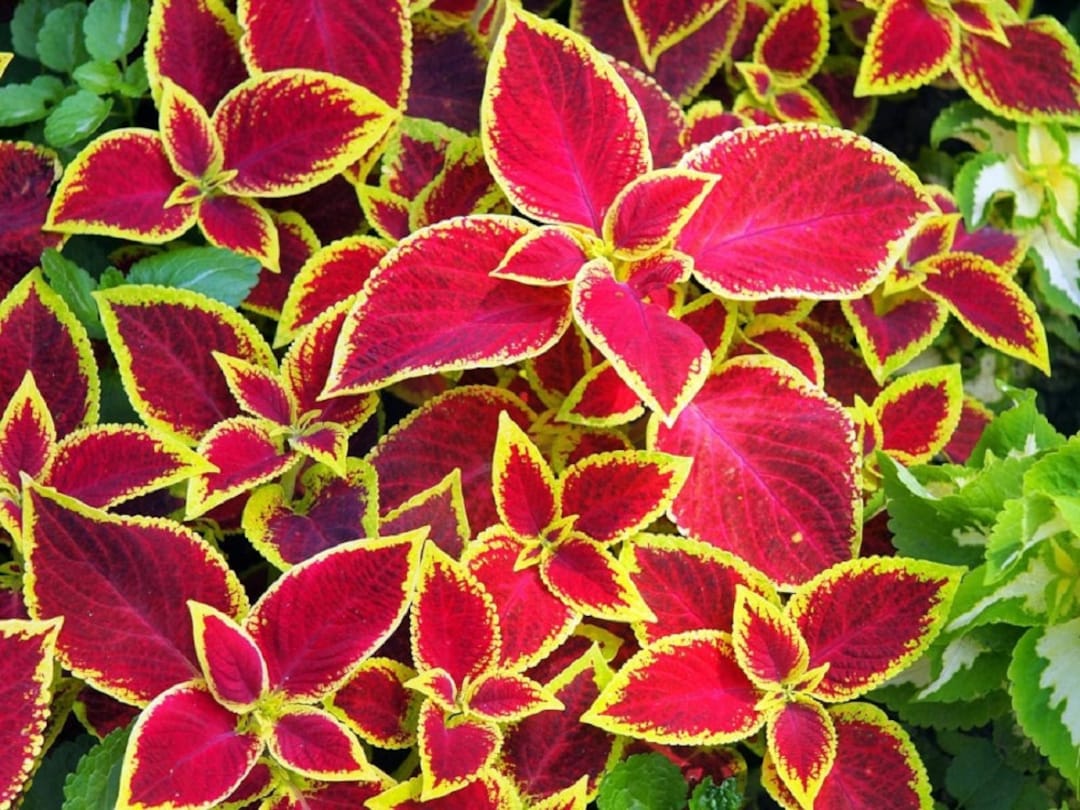 MPB#2 Coleus Seeds Wizard Scarlet 50 Thru 1,000 Seeds - Etsy