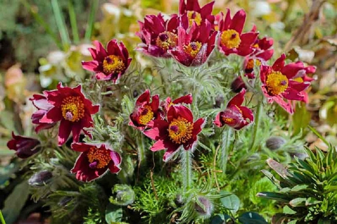 50 Pasque Seeds Red Flower PULSATILLA FLOWER SEEDS - Etsy