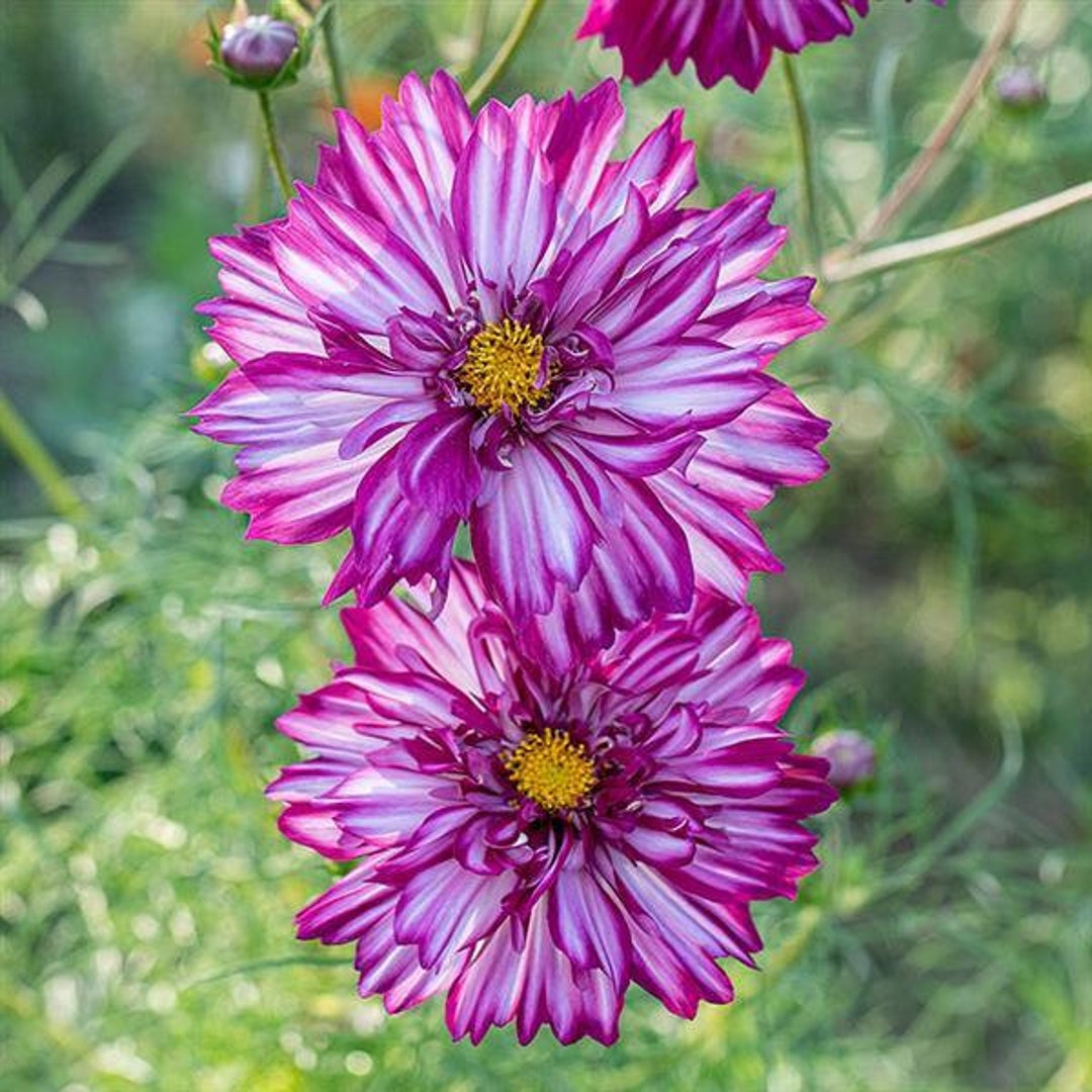 25 Cosmos Seeds Cosmos Double Click Violet Bicolor Cut Flowers Seed ...