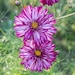 25 Cosmos Seeds Cosmos Double Click Violet Bicolor Cut Flowers Seed ...