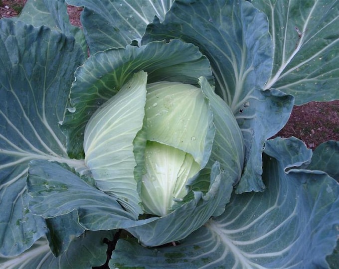 Late Flat Dutch Cabbage Seeds Heirloom Organic - Etsy