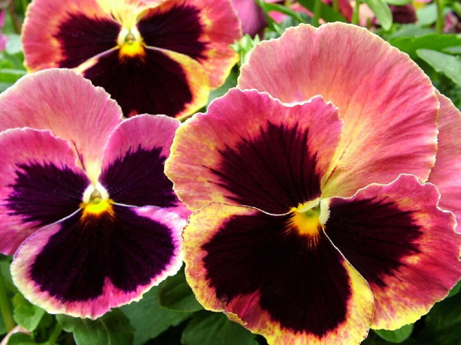 Pansy Seeds Pansy Matrix Sunrise 25 Seeds Extra Large Flowers | Etsy
