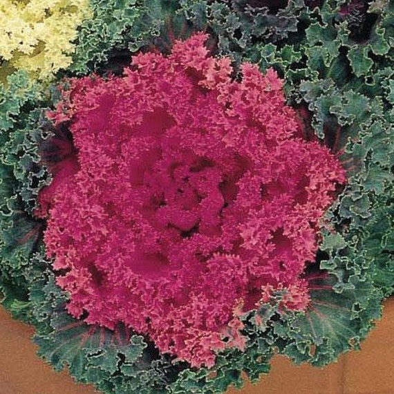 Ornamental Kale Nagoya Rose 50 Seeds Flowering Kale Seeds - Etsy