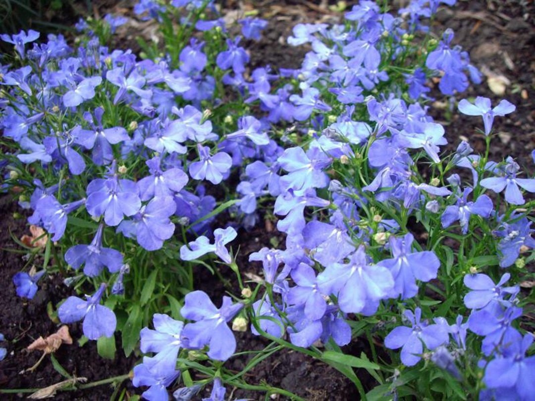 Lobelia Seeds Riviera Sky Blue 50 Pelleted Seeds - Etsy