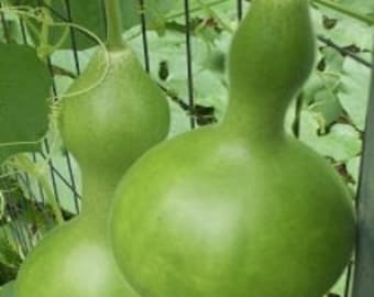 8 Giant Zucca Gourd Seeds-1175 - Etsy