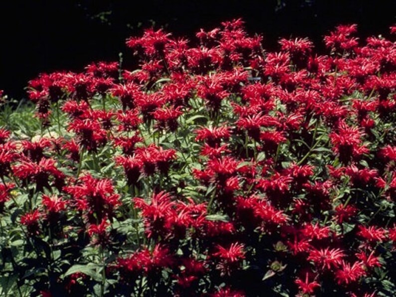 Monarda Seeds Monarda Panorama Red Shades 50 Thru 500 Seeds - Etsy