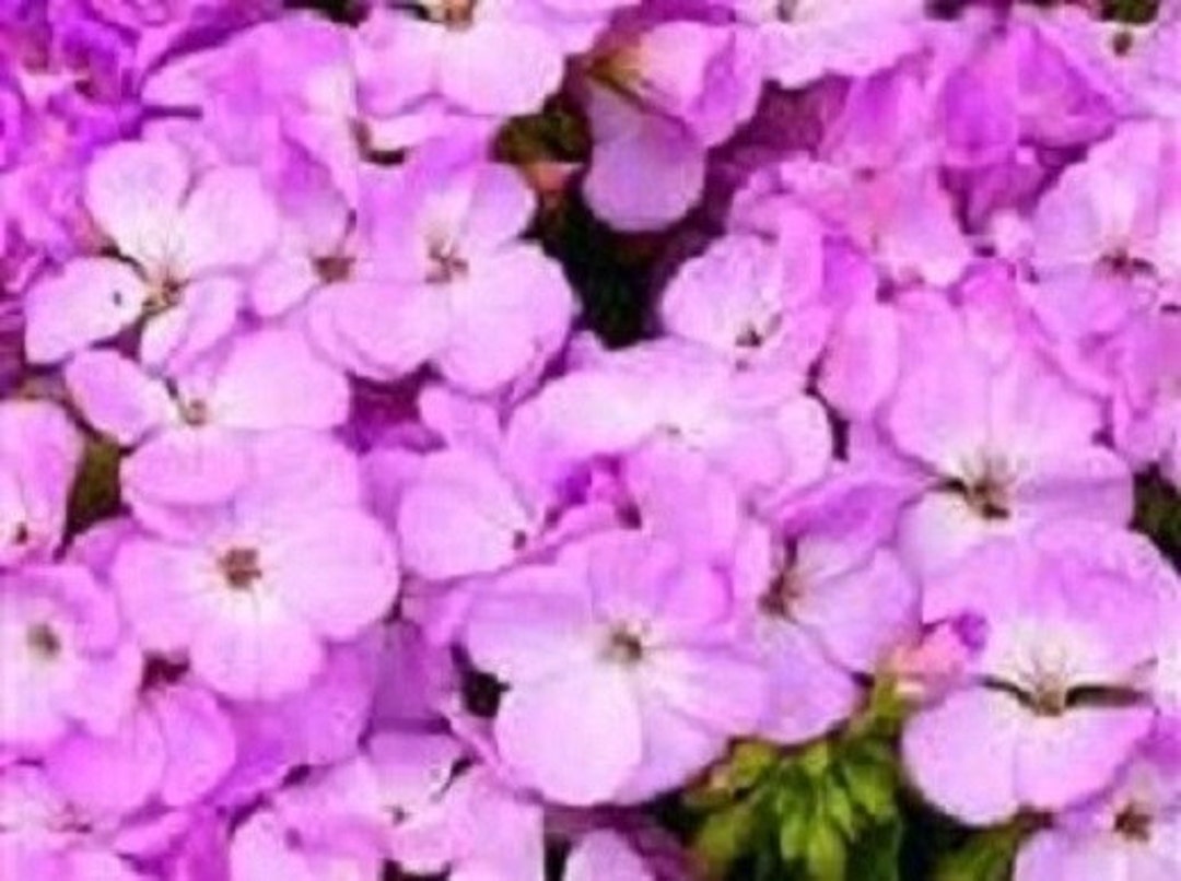 MPB#3 Geranium Film Coated Multibloom Lavender Multi Bloom Zonal 15 ...