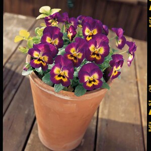 Viola Endurio Blue Yellow-purple Wings: Great Multicolor - Etsy