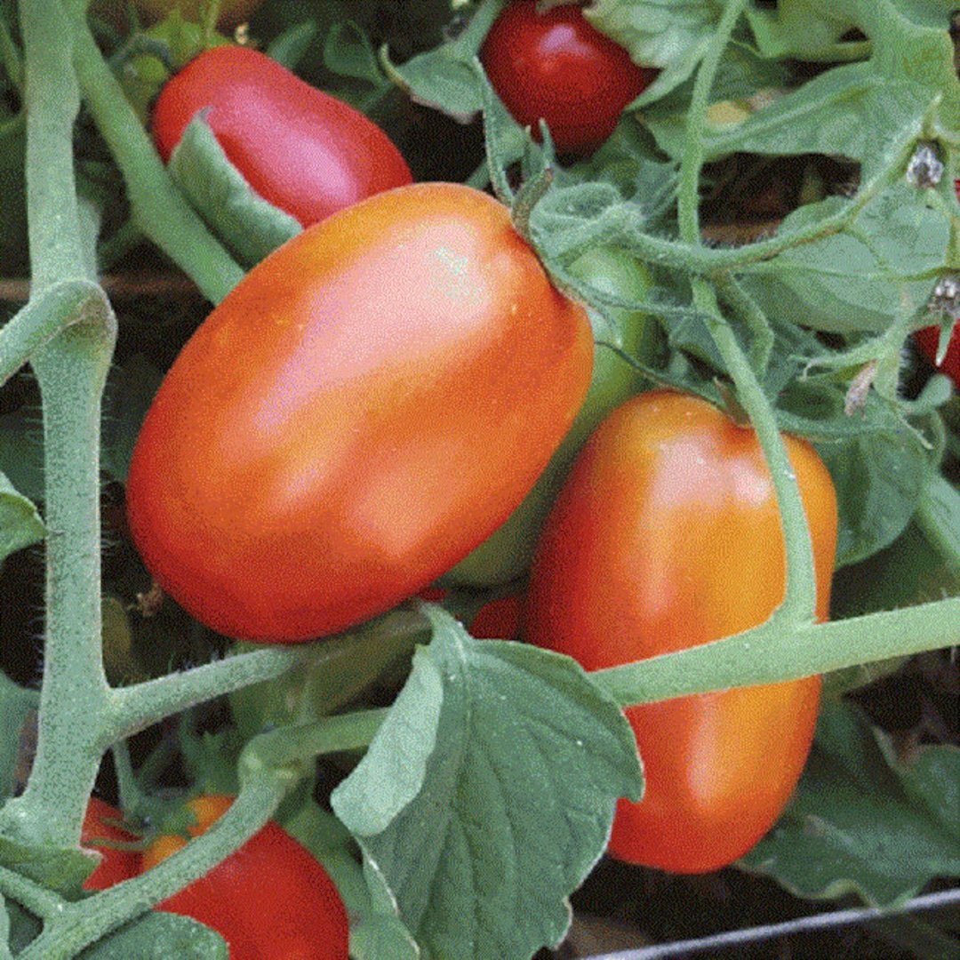 MPB#6 Roma Tomato Seeds 250 Thru 5,000 Tomato Seeds - Etsy