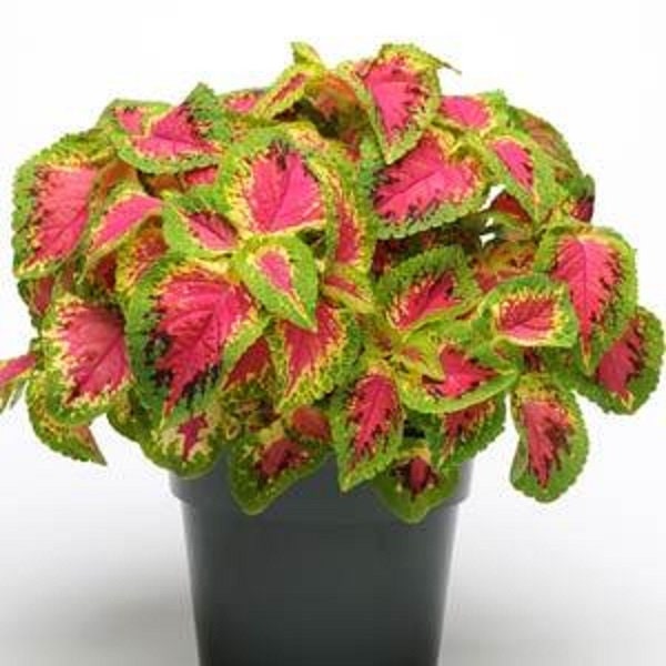 MPB#1 Coleus Seeds Coleus Premium Sun Watermelon 15 Thru 200 Pelleted ...