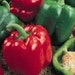 Hot Pepper Seeds Scorcher Pepper Ghost Screaming Red 15 Seeds - Etsy