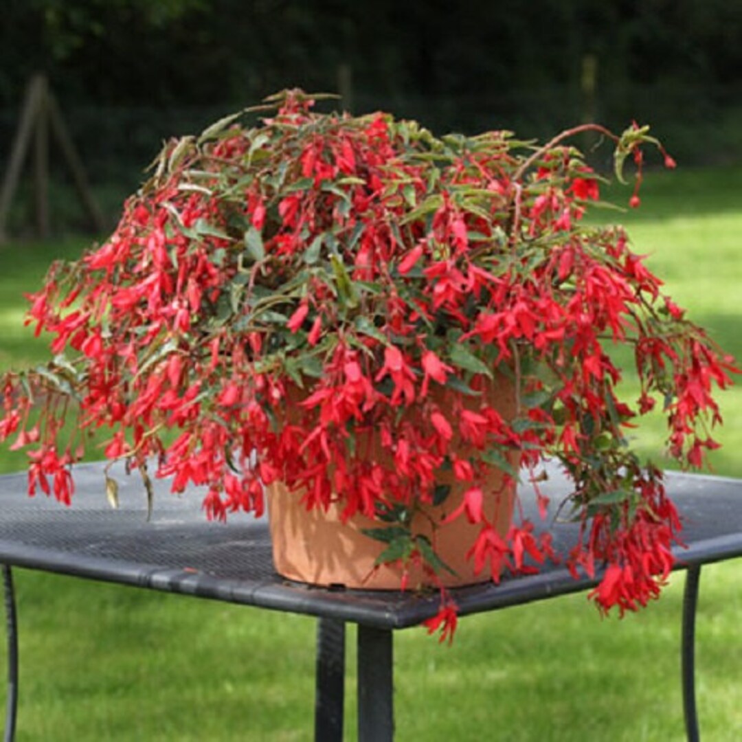 BIN#2R7D5 Pelleted Begonia Seeds Begonia Bossa Nova Red 15 Seeds ...