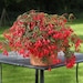 Begonia Seeds Hula Red 15 Pelleted Seeds Flower Seeds - Etsy