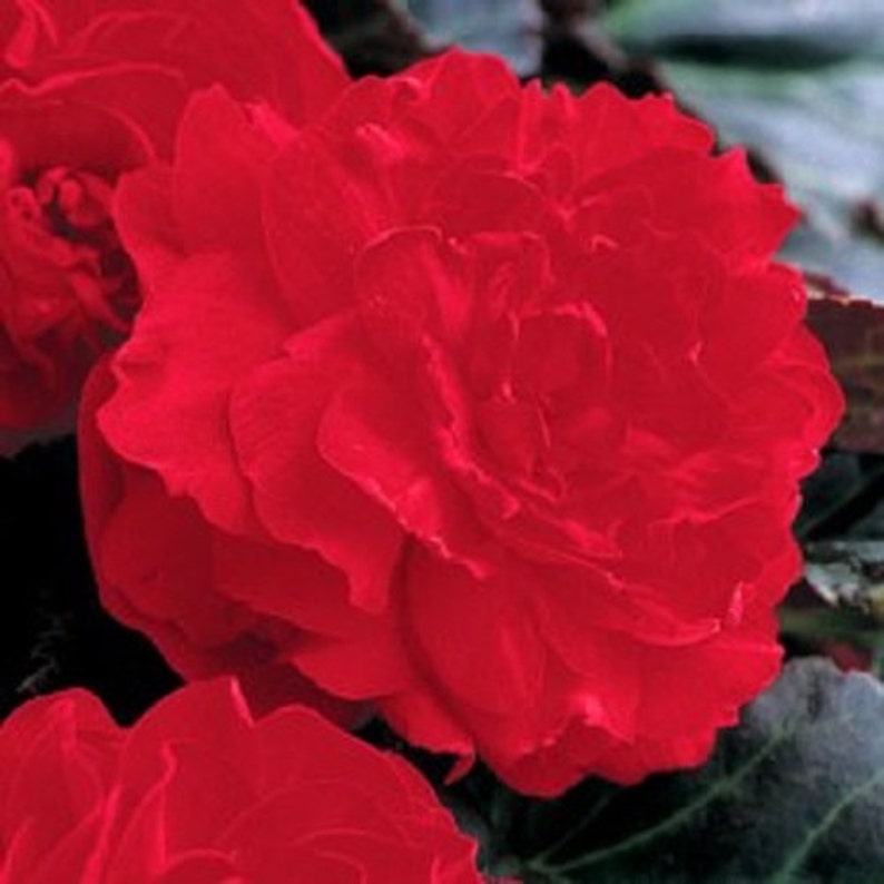 15 Begonia Seeds Begonia Gogo Bright Red Series Begonia - Etsy