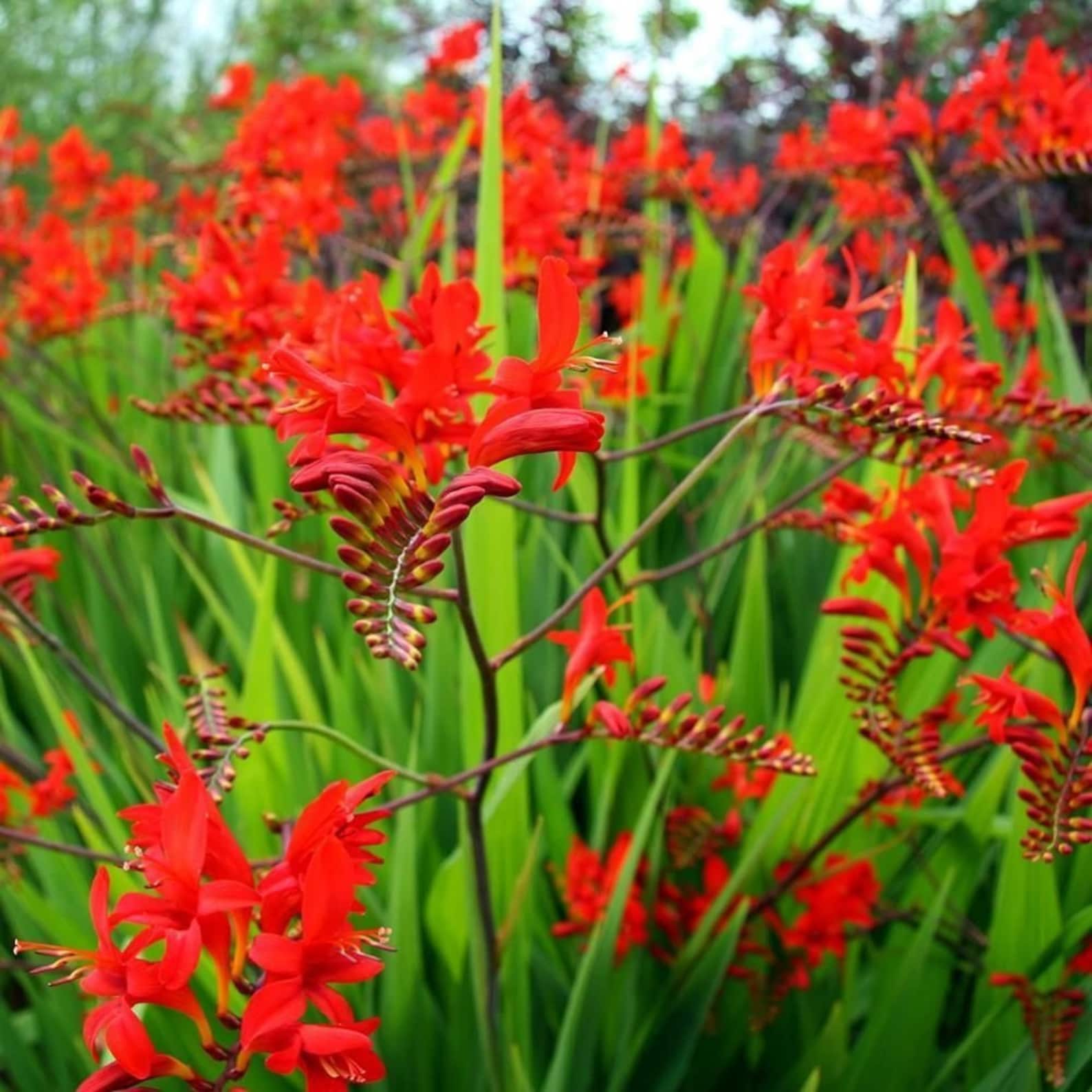 MPB#11 Crocosmia Seeds Crocosmia Paniculata Hydrida "perennial" 15 Thru ...